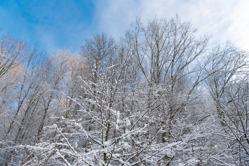 Snow Forest with Frosty Deciduous Trees in Winter Stock Image - Image ...