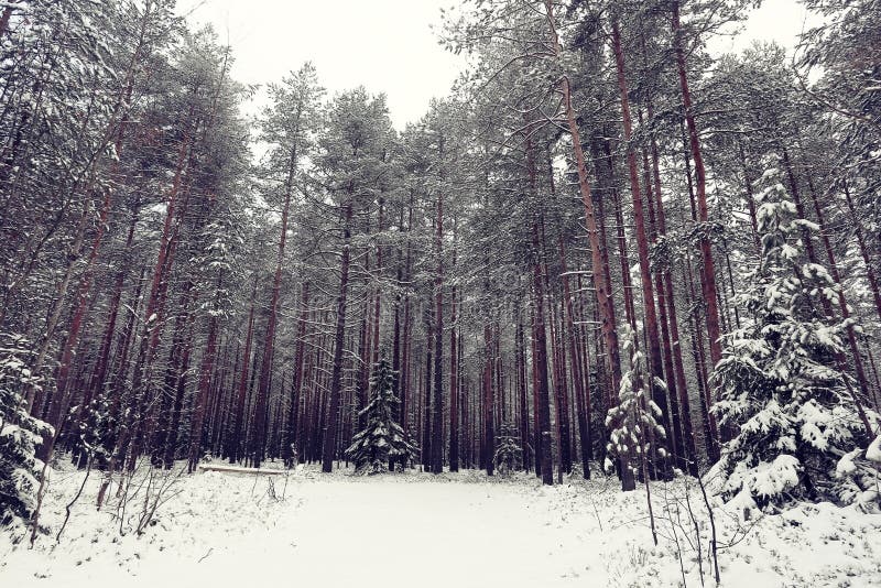 Snow in the forest stock image. Image of outdoor, scene - 66598959
