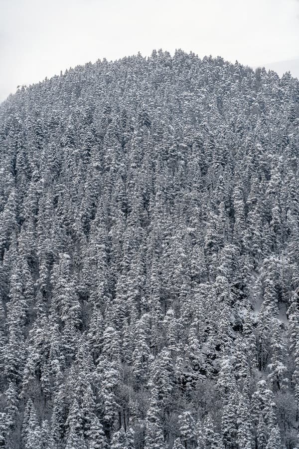 Snow Forest on the Mountainside. a Mountain Covered with Trees. Stock ...