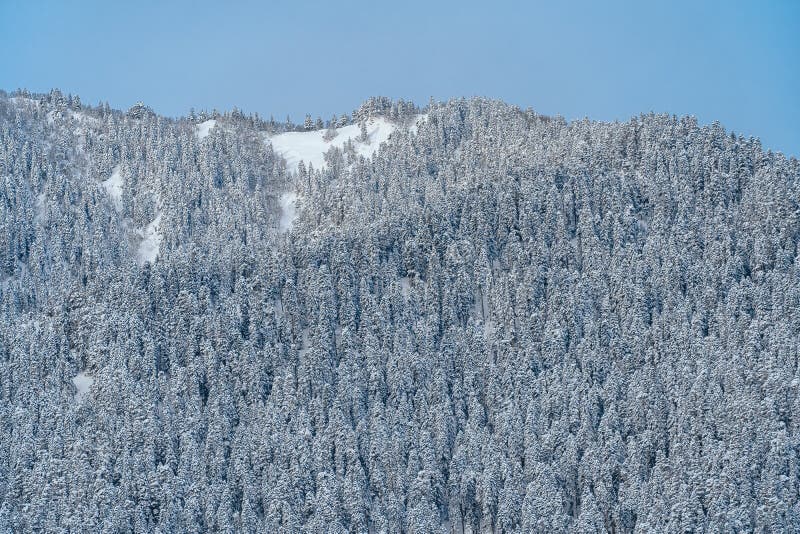 Snow Forest on the Mountainside. a Mountain Covered with Trees. Stock ...
