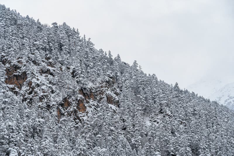 Snow Forest on the Mountainside. a Mountain Covered with Trees. Stock ...