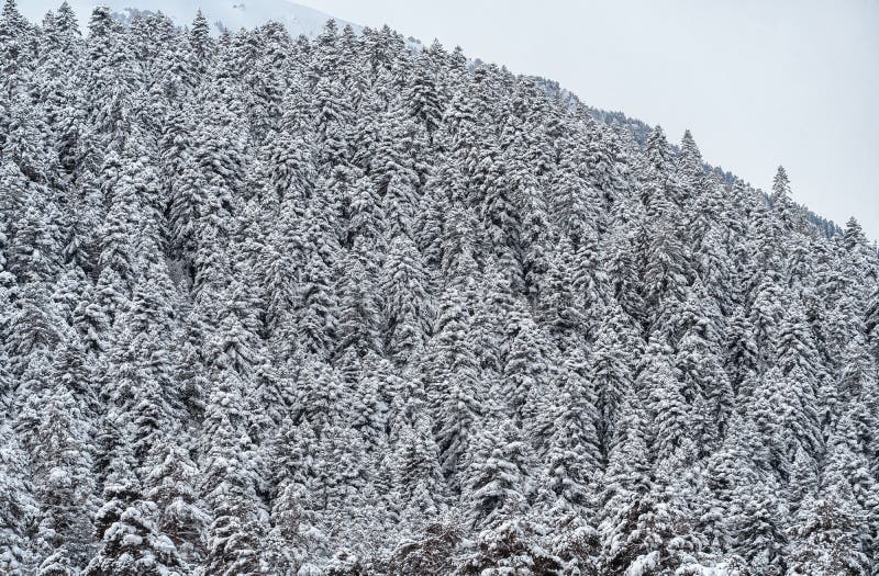 Snow Forest on the Mountainside. a Mountain Covered with Trees. Stock ...