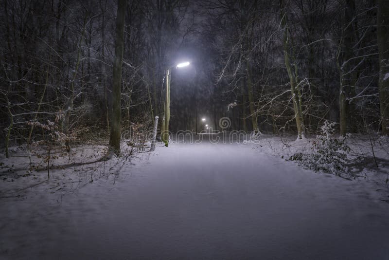 Snow in Forest at Night stock image. Image of winter - 65359693