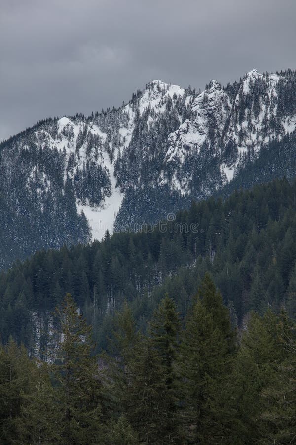 Snow forest stock photo. Image of area, protect, pine - 186895954