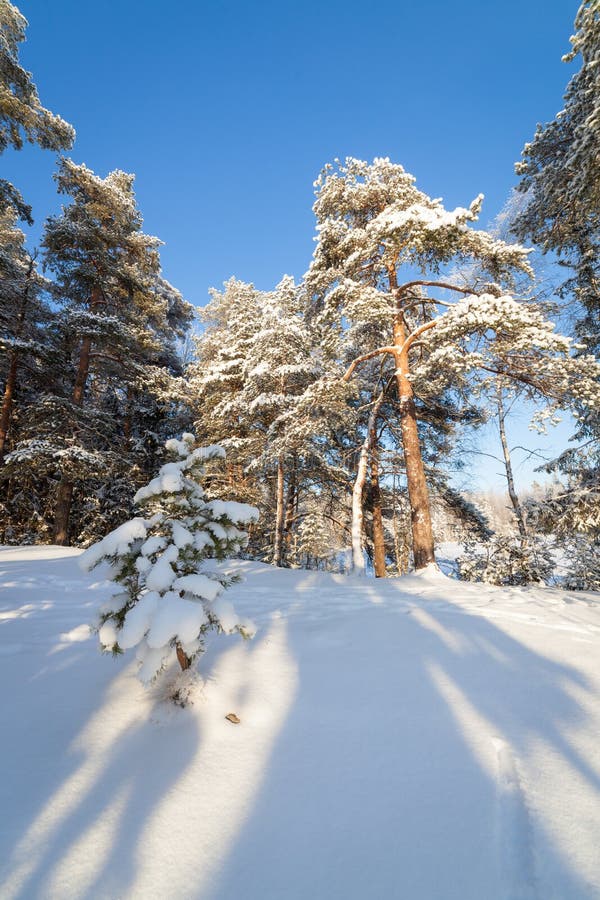 Snow forest sunny cold day stock image. Image of nature - 84796155