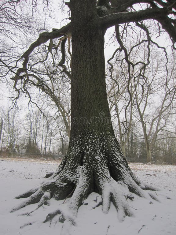 Tree Roots in the Snow stock image. Image of snow, cold - 111118135