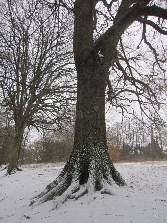 Snow in the Forest stock image. Image of roots, tree - 111118245