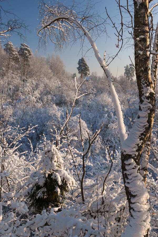 Snow in forest stock photo. Image of landscape, snow - 49007116