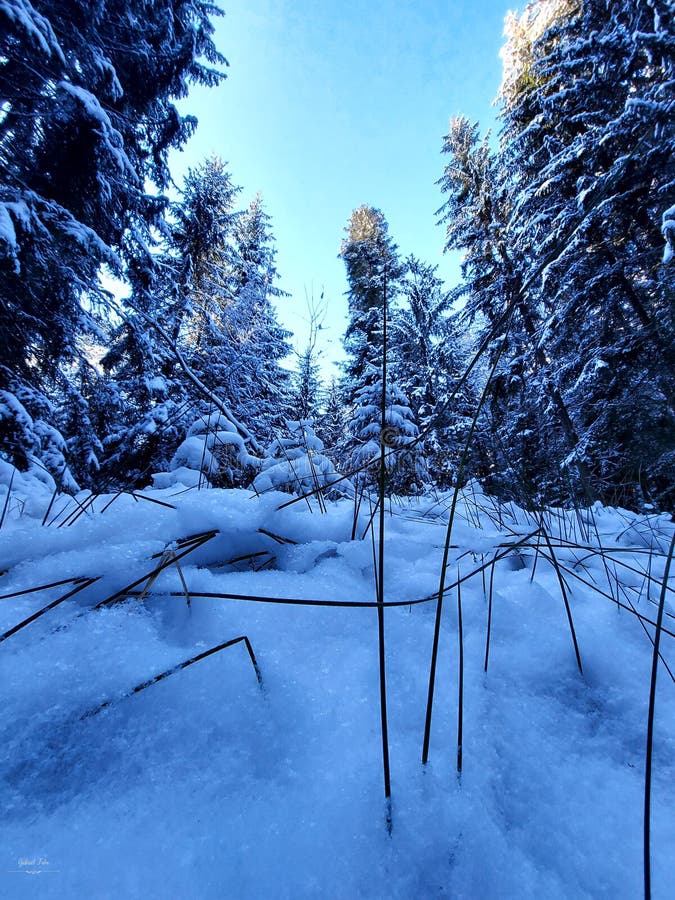 Snow in the forrest stock image. Image of freezing, spruce - 267132805