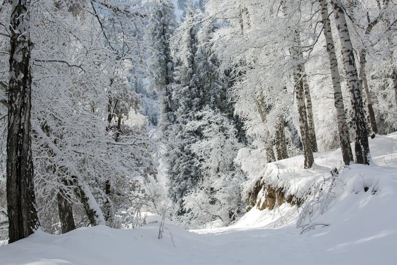 Snow in the Mountain Forest. Stock Image - Image of snow, forest: 133008843