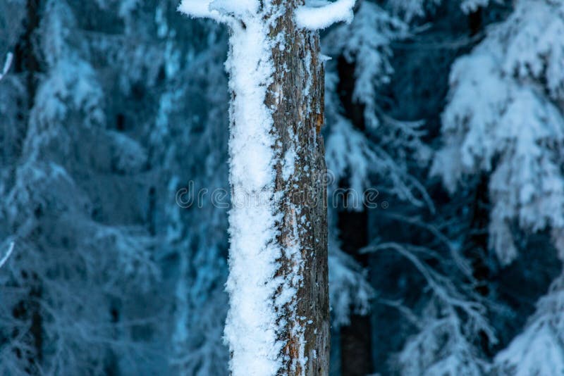 Snow Frozen on Tree Trunk in Alpine Forest Stock Photo - Image of ...