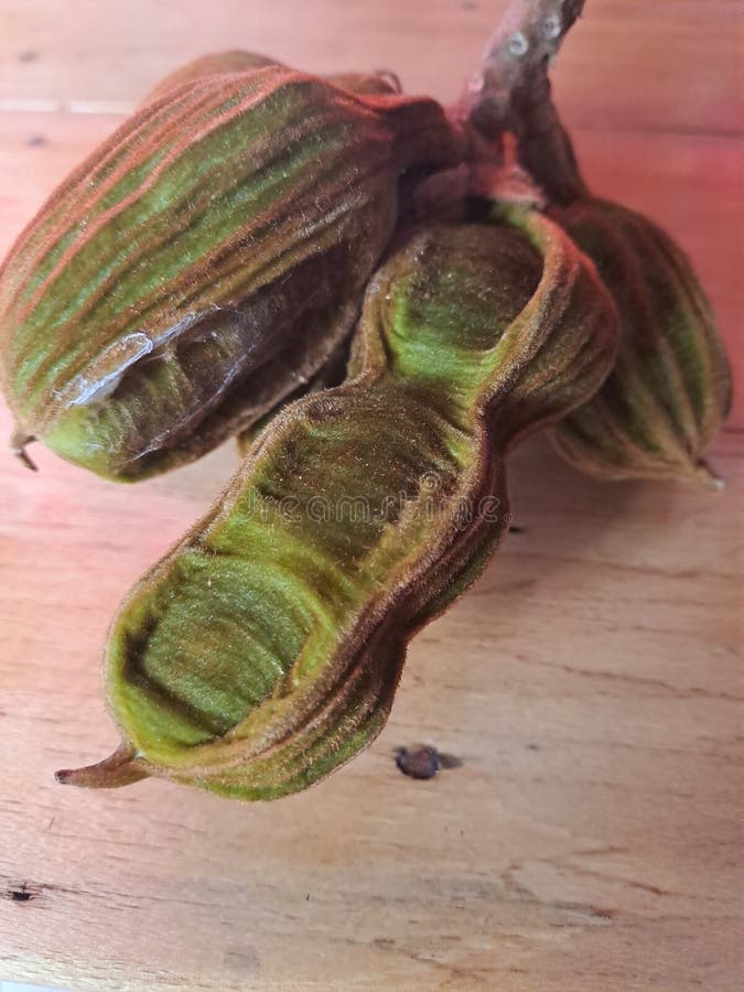 Snow Fruit, a Fruit that only Exists in the Cold Area of ??Bedugul Bali ...