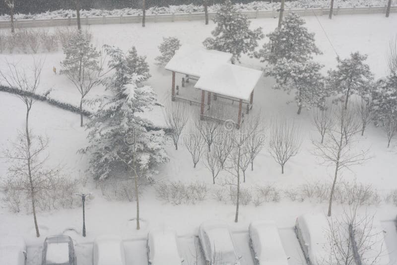 Snow garden stock photo. Image of pine, winter, garden - 12713438