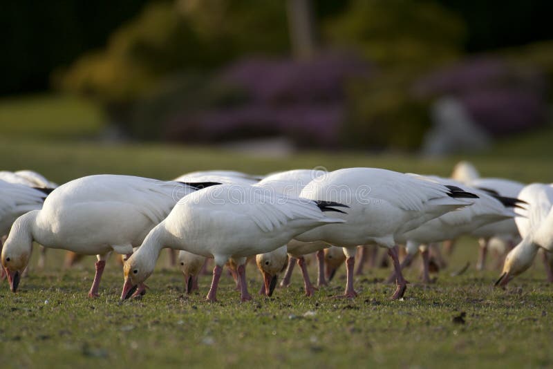Snow geese stock image. Image of feeding, grass, fowl - 16490785