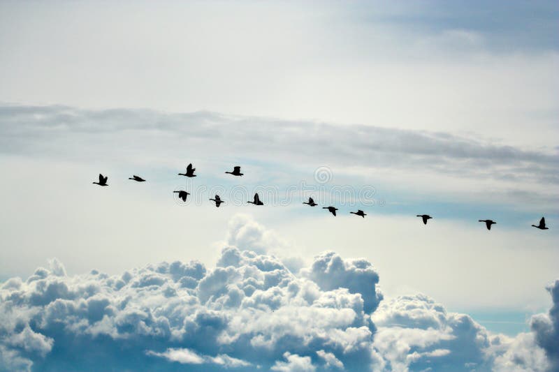 Snow Geese Flying in Formation Stock Image - Image of flock, snow: 16548237