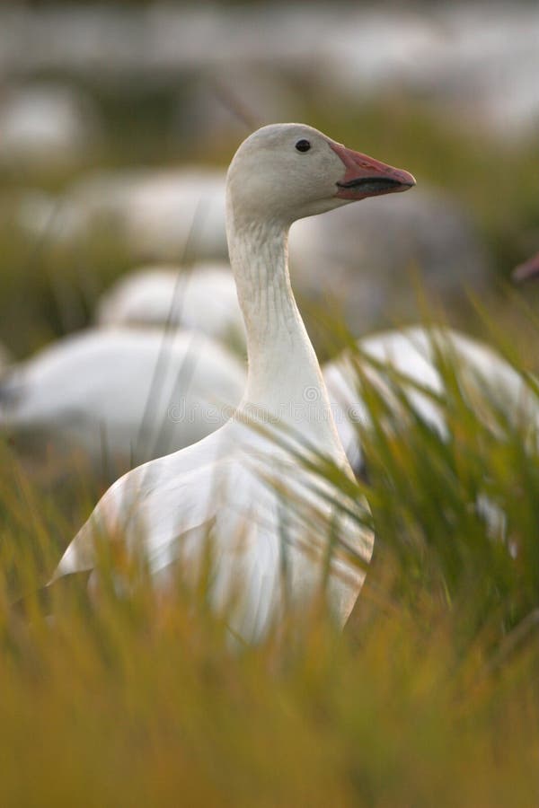 Snow Geese Flying in Formation Stock Image - Image of flock, snow: 16548237