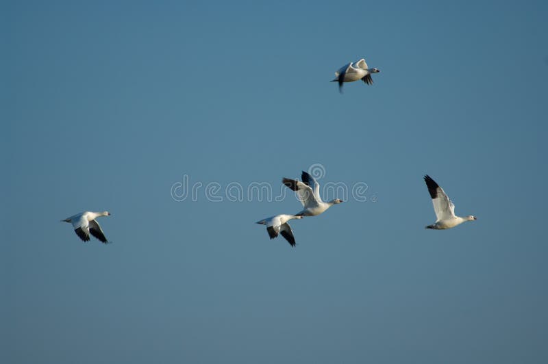 Snow geese stock image. Image of feather, team, chen, group - 2152109