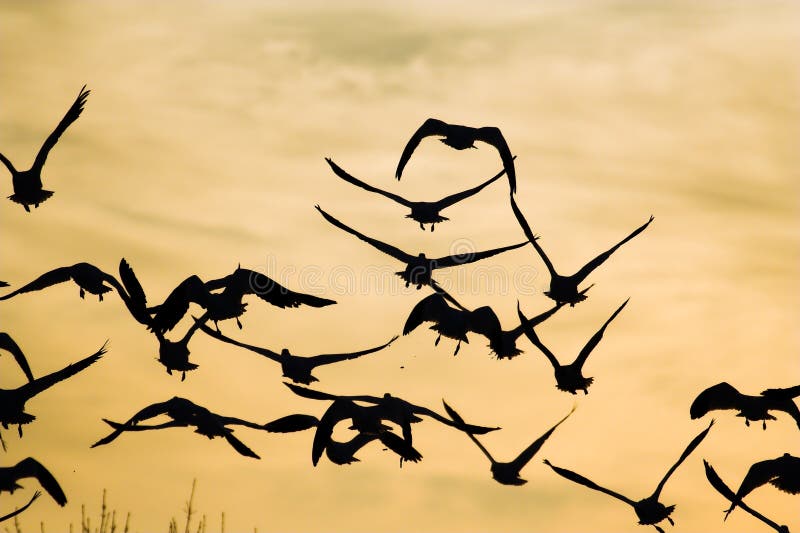 Snow Geese Flying in Formation Stock Image - Image of flock, snow: 16548237