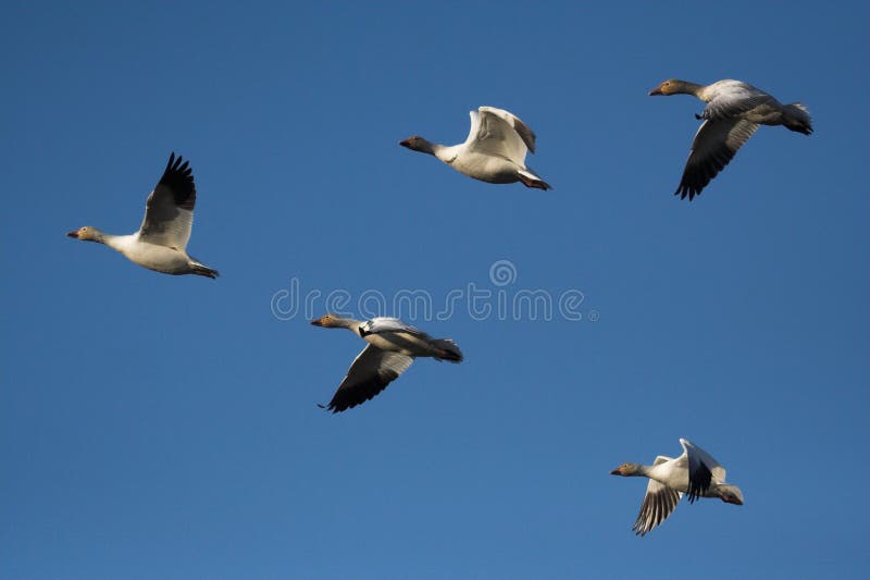 Snow Geese Flying in Formation Stock Image - Image of flock, snow: 16548237