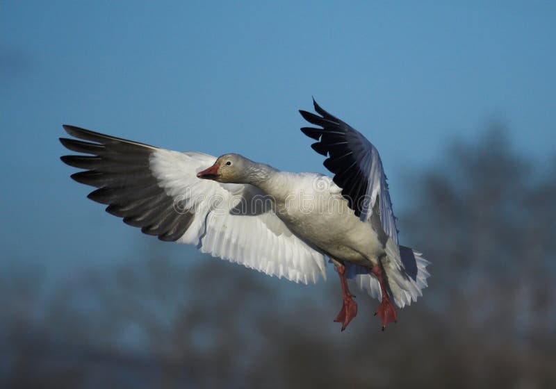 Snow Geese on the Wing stock photo. Image of hyperborea - 60464
