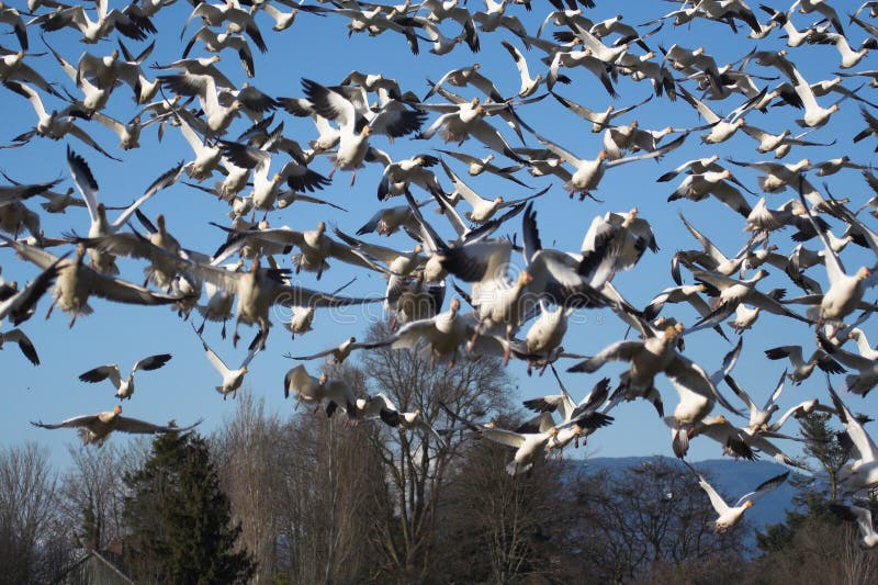 Snow Geese Flying in Formation Stock Image - Image of flock, snow: 16548237