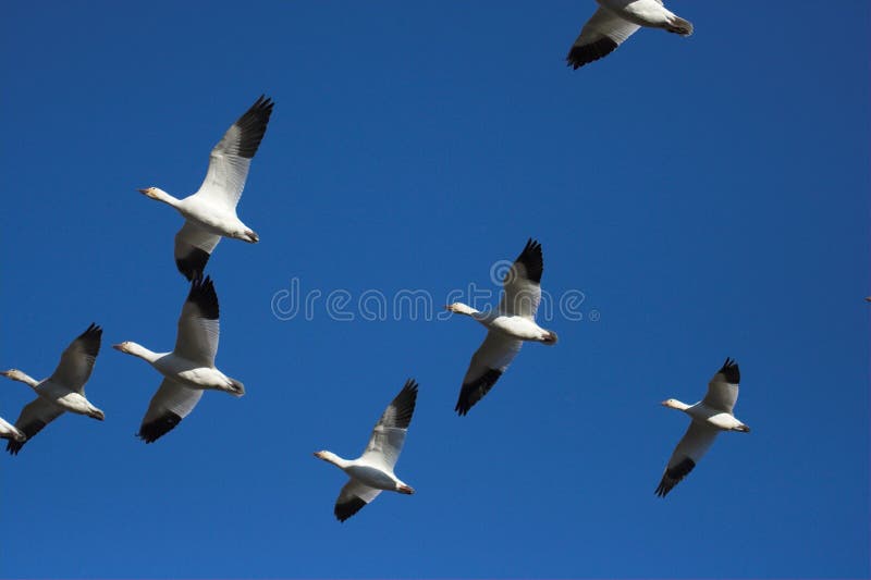 Snow Geese Flying in Formation Stock Image - Image of flock, snow: 16548237