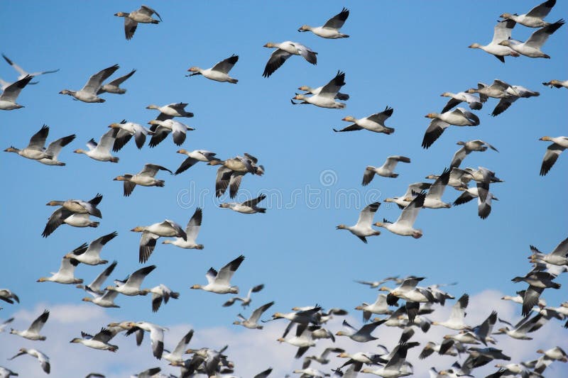 Snow Geese Flying in Formation Stock Image - Image of flock, snow: 16548237