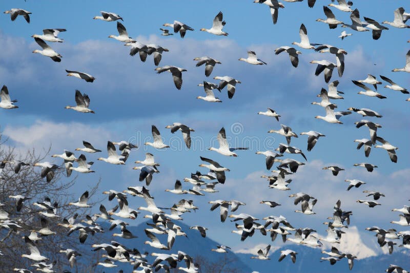 Snow Geese Flying in Formation Stock Image - Image of flock, snow: 16548237