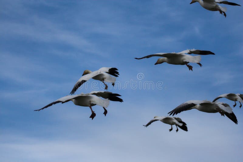 Snow Geese Flying in Formation Stock Image - Image of flock, snow: 16548237