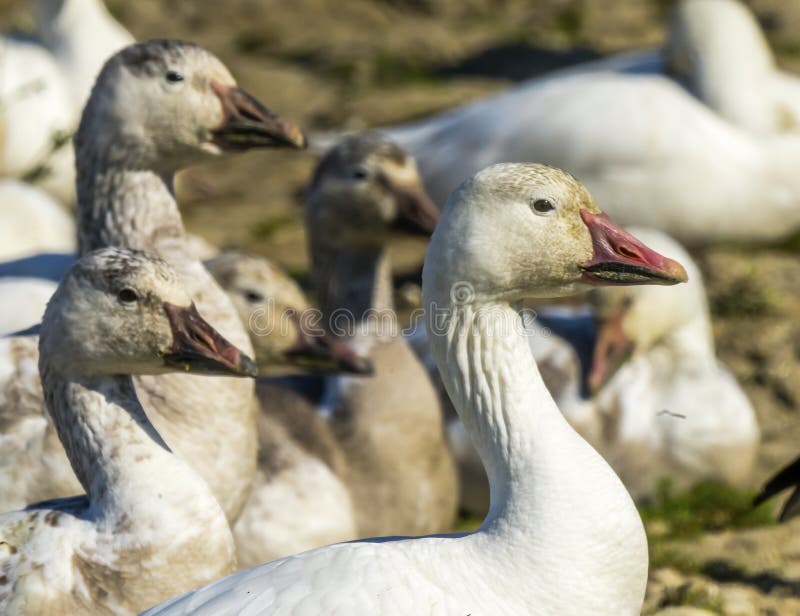 Snow Geese Close Looking Skagit Valley Washington Stock Image - Image ...