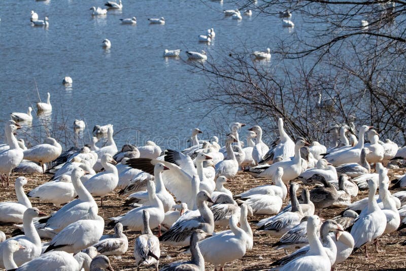 Snow Geese Feeding stock photo. Image of wildlife, nature - 164259098