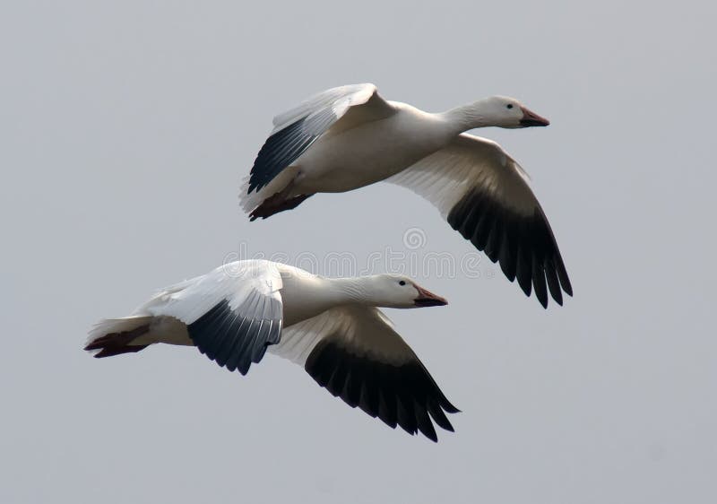 Snow Geese in Flight stock photo. Image of geese, nature - 8483736