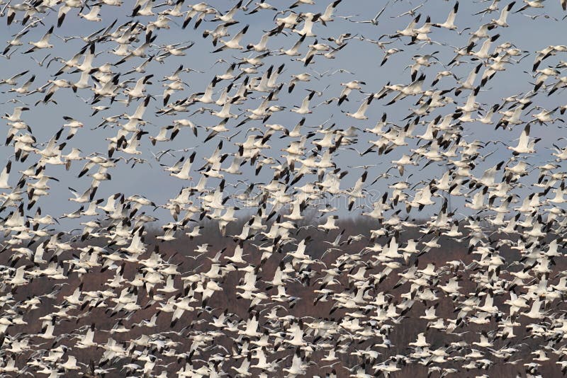 Snow Geese in Flight stock image. Image of wildlife, duck - 31698177