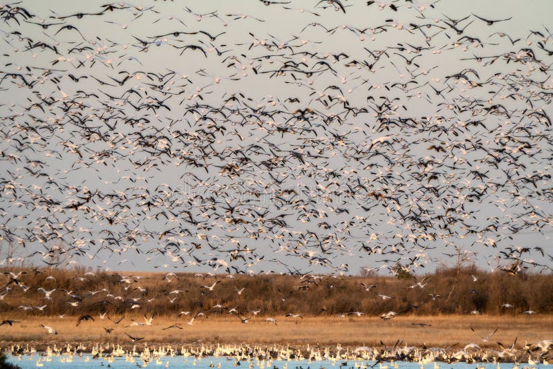 Snow Geese in Flight stock image. Image of outdoors - 269773307