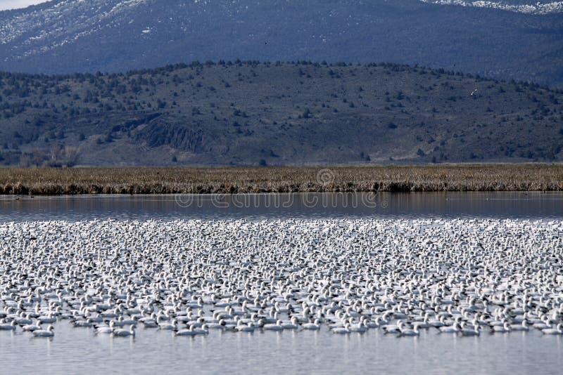 Snow Geese Flock Klamath Basin Wetlands Stock Image - Image of canadian ...