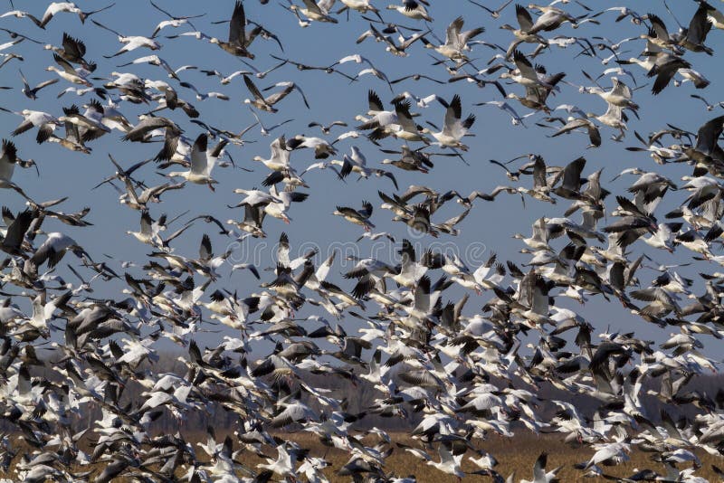 Snow geese fall migration stock photo. Image of bluffs - 108518378
