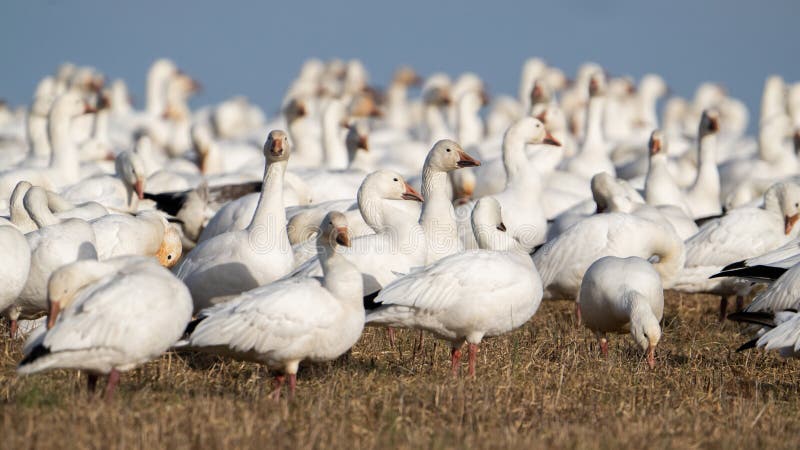 Snow Geese stock photo. Image of flock, flight, wildlife - 270399938