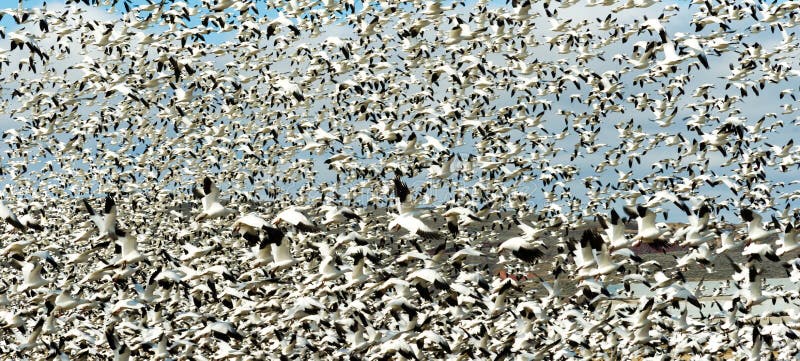 Snow Geese Flock Together Spring Migration Wild Birds Stock Photo ...