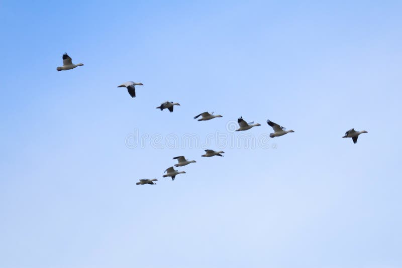 Snow Geese Flying in Formation Stock Image - Image of flock, snow: 16548237