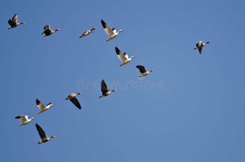 Snow Geese Flying with Greater White-Fronted Geese in a Blue Sky Stock ...