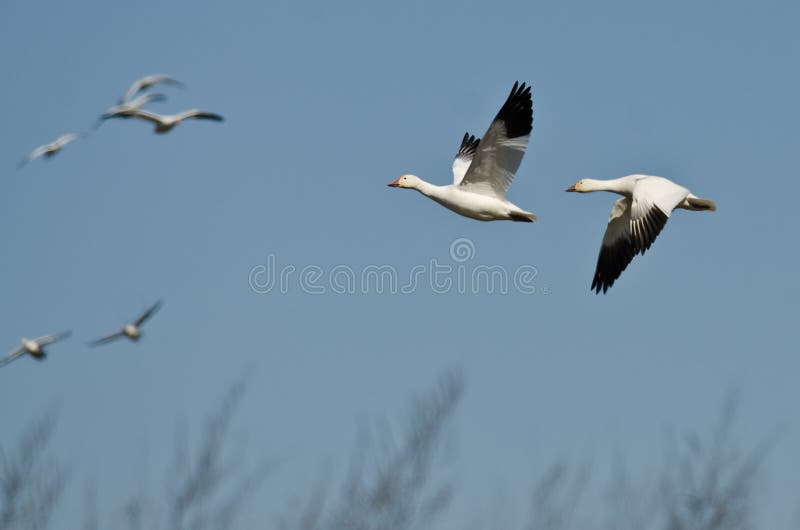 Snow Geese Flying Over the Marsh on a Sunny Day Stock Image - Image of ...