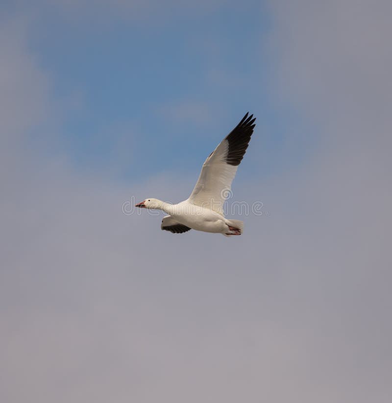 Snow geese flying up North stock image. Image of birds - 113902921