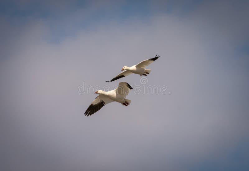 Snow geese flying up North stock image. Image of beautiful - 113902933