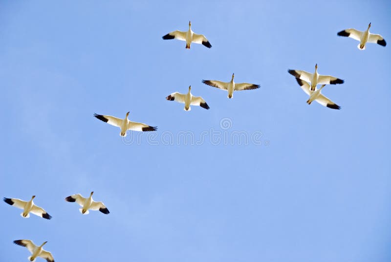 Snow Geese Formation stock photo. Image of bird, snow - 2269508