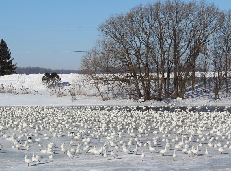 Snow geese stock image. Image of outdoor, bird, migration - 88841507
