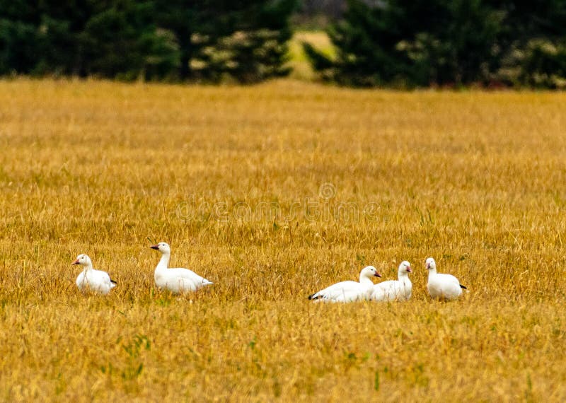 Snow geese in grain field stock image. Image of outdoor - 198945701