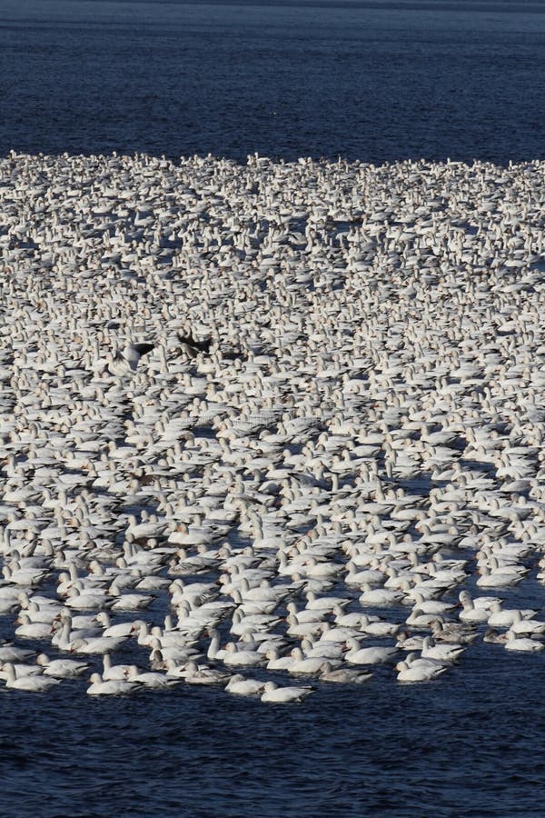 Snow Geese on a Lake stock photo. Image of feathers, wildlife - 78049678
