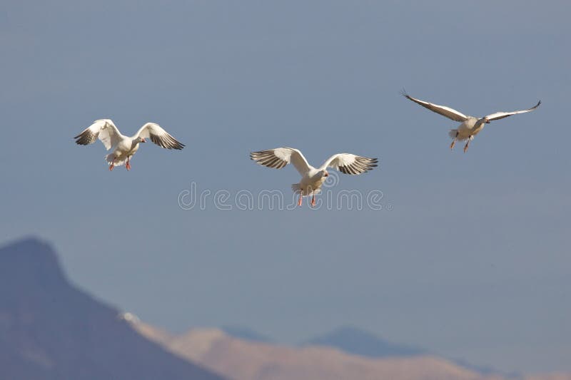 Snow Geese Landing stock photo. Image of flock, landscape - 17470568