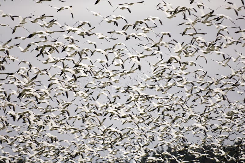Snow Geese Landing in a Field Stock Image - Image of nature, mountain ...