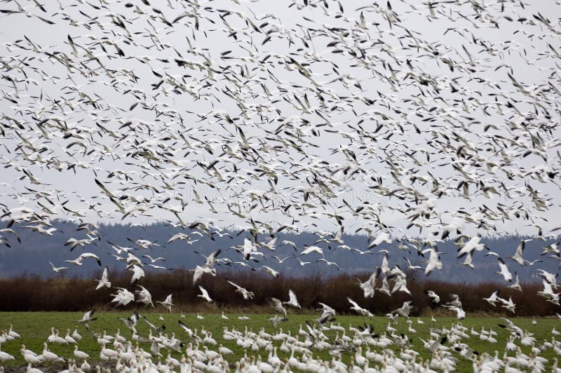 Snow Geese Landing in a Field Stock Photo - Image of wings, white: 1826046